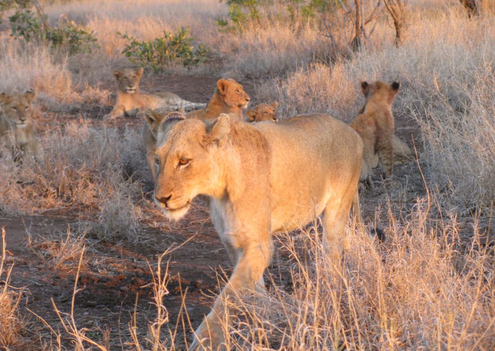 Driver has no pride in Kruger
