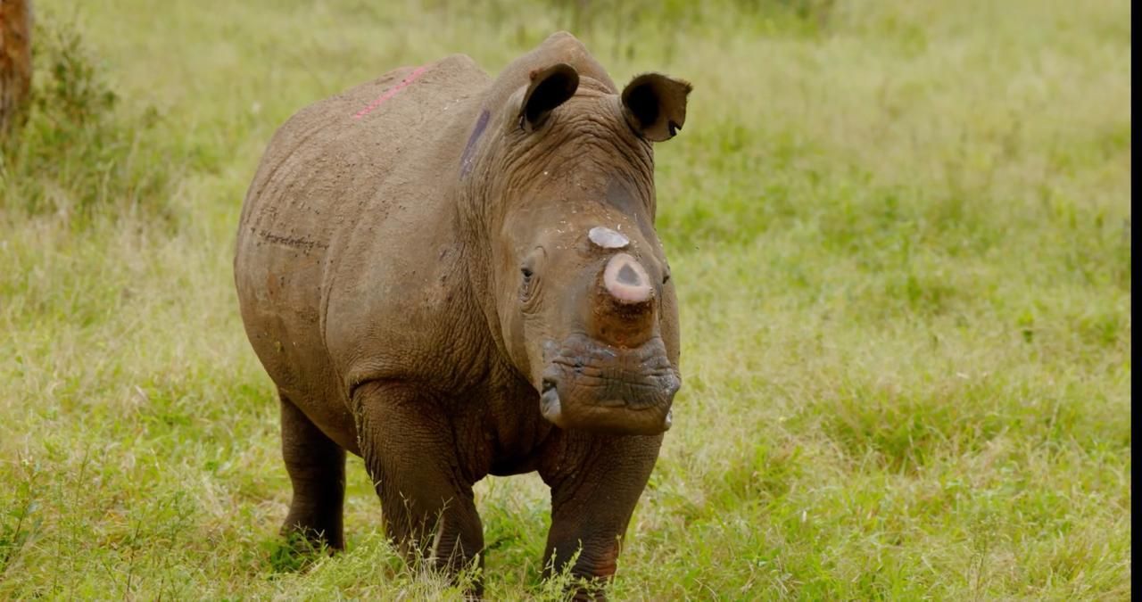 Latest rhino poaching report reveals progress and persistent threats in ...