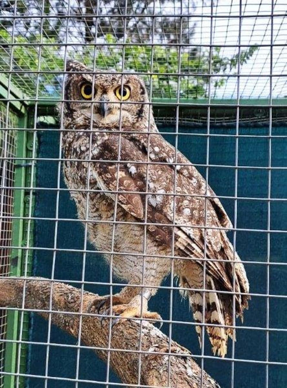 Two owls to be released into the wild in the KZN Midlands