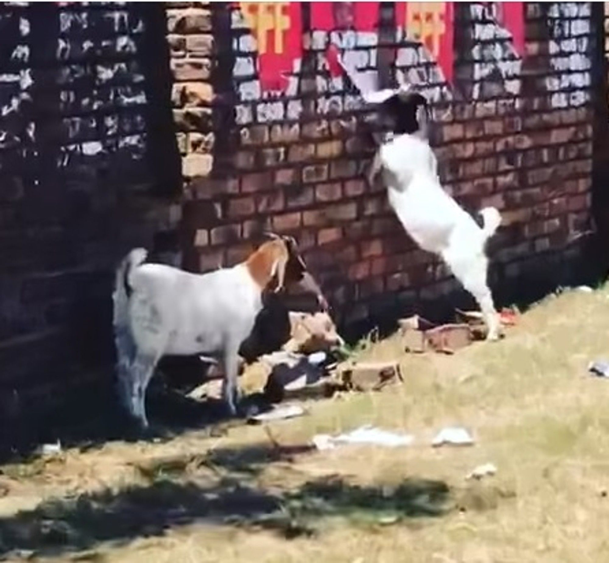 WATCH: EFF election posters defaced by hungry goats