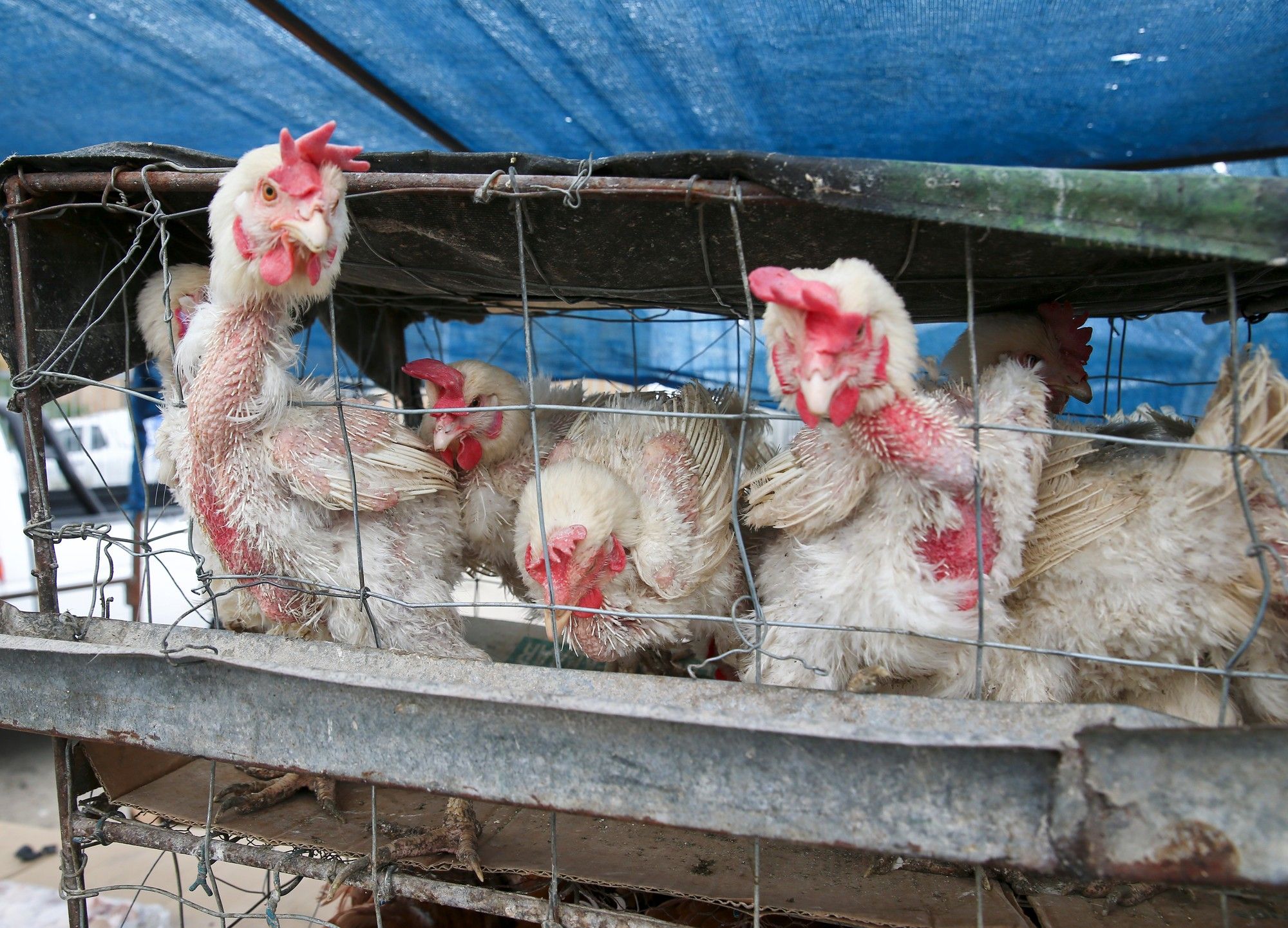 Chicken meat shortage looms in South Africa due to devastating avian ...