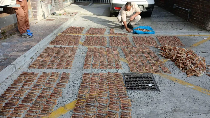 Cape Town's law enforcement seizes nearly 2,000 poached lobster tails ...