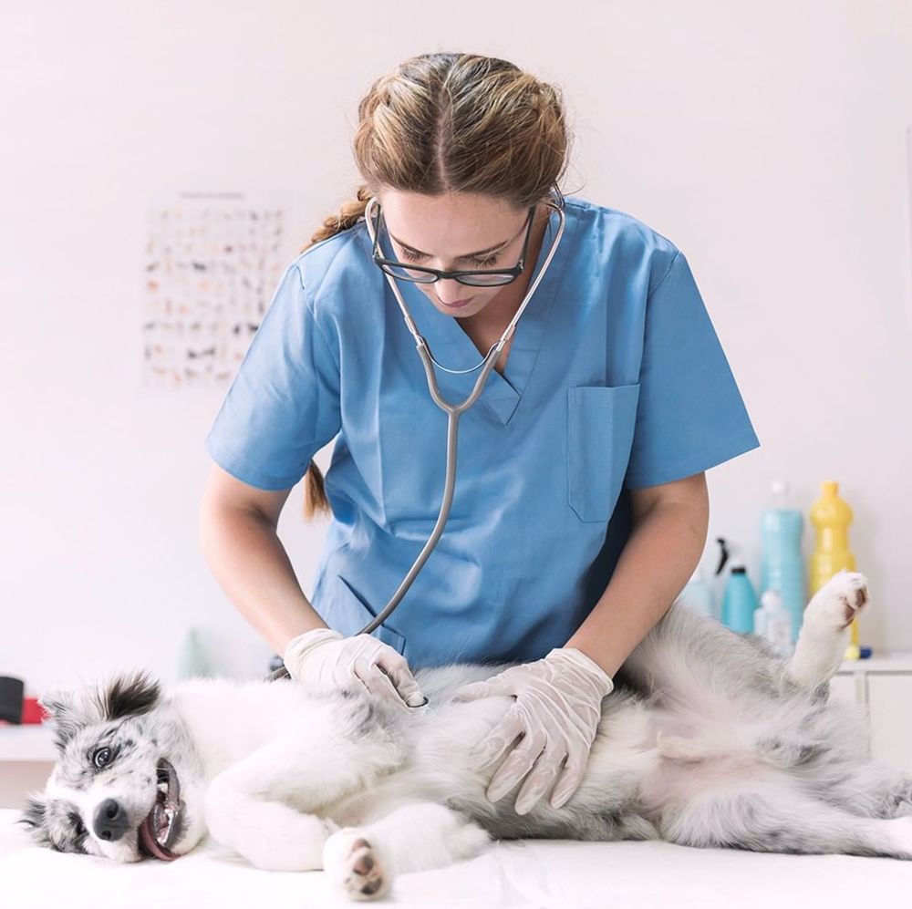 5 ways to prepare for your pet’s next vet visit
