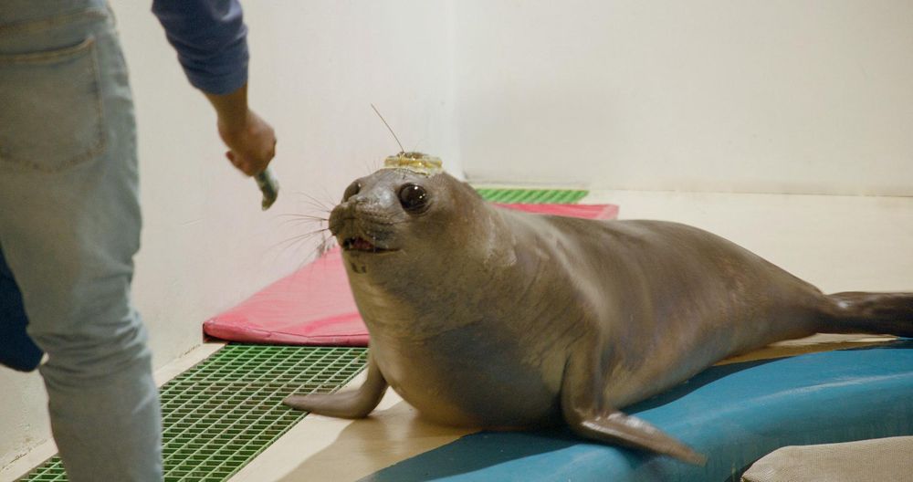 Rocky the elephant seal makes a splash after five months of rehabilitation