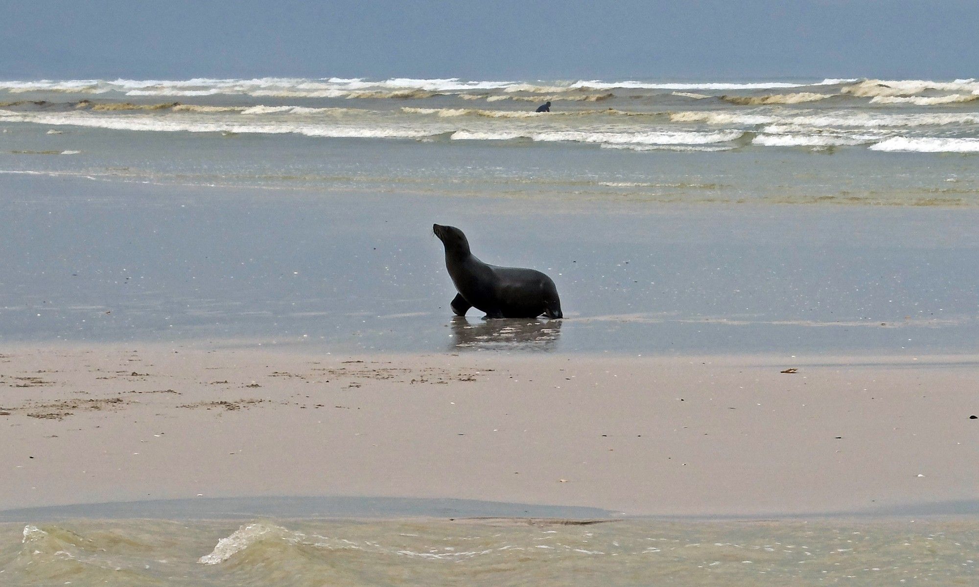 Bathers warned of seal rabies risk after attacks