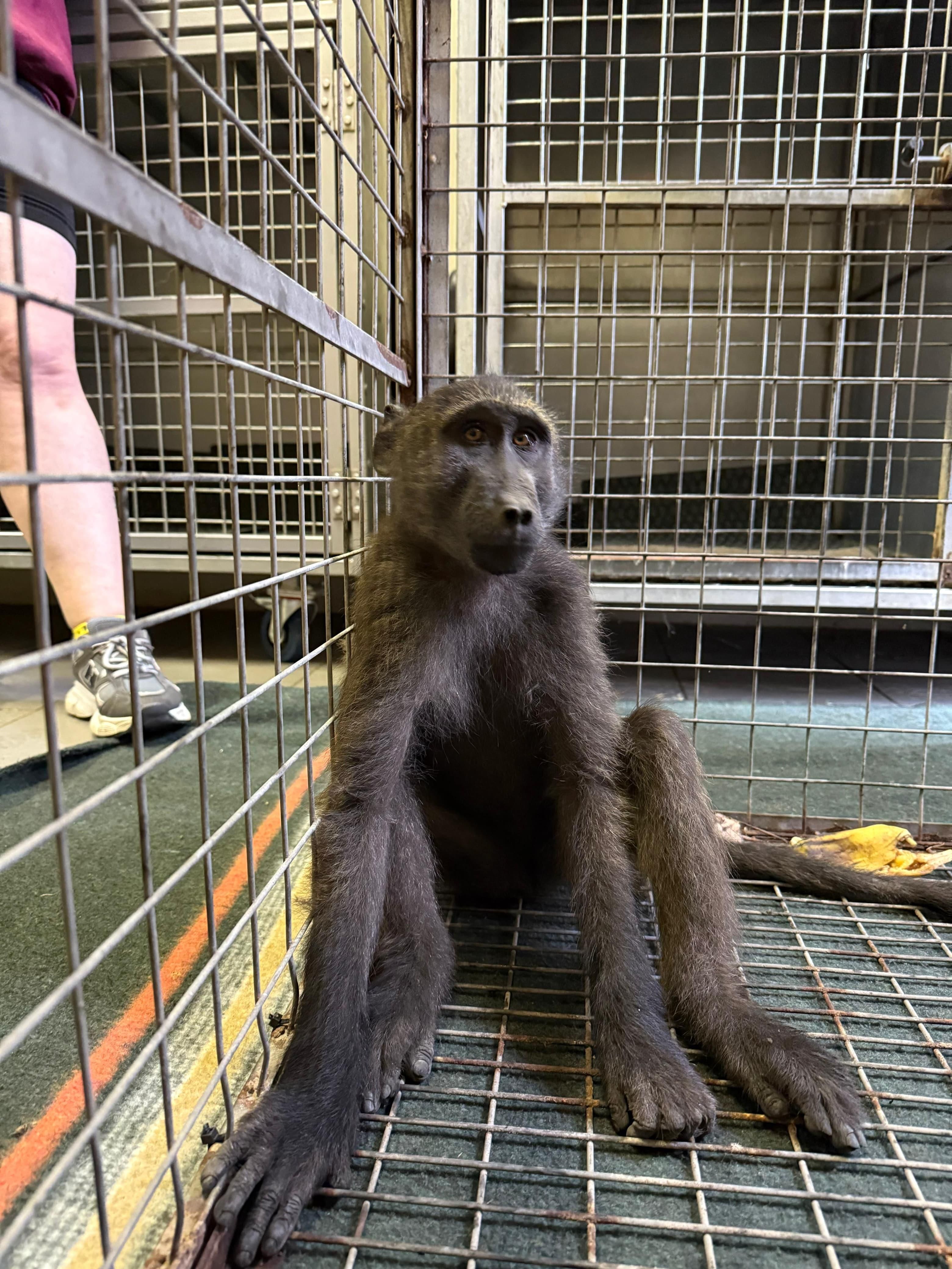 Watch: Cape Town Stowaways or ' muti' market escapees? Baboons captured ...