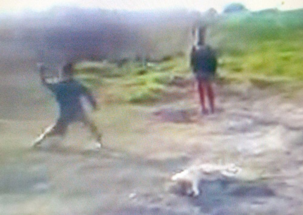 Kids film themselves brutally killing dog