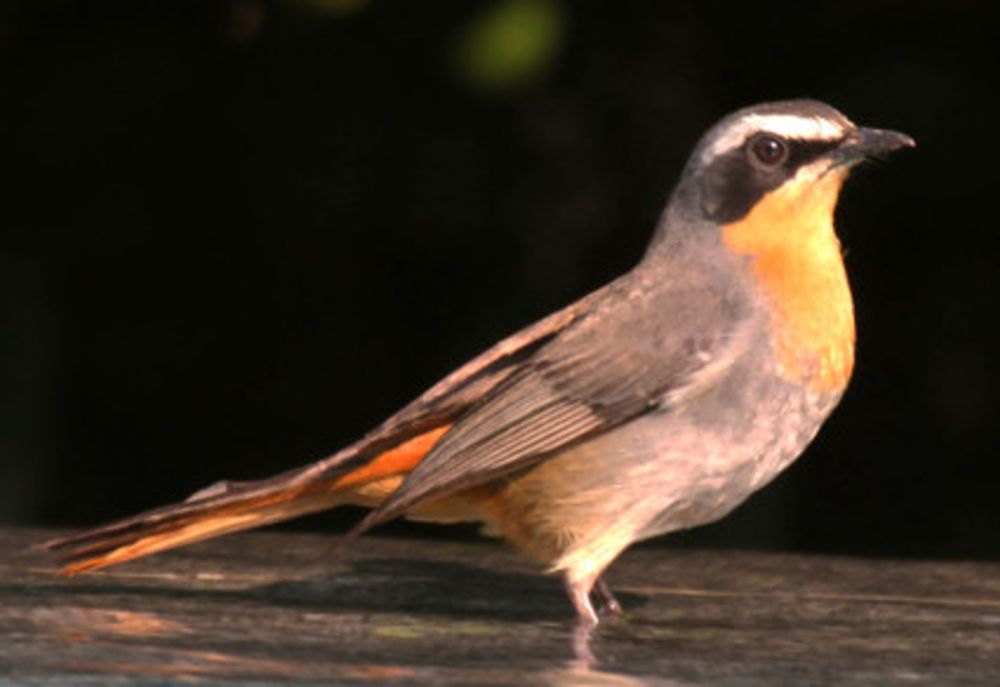 Meet the bird that SA loves best