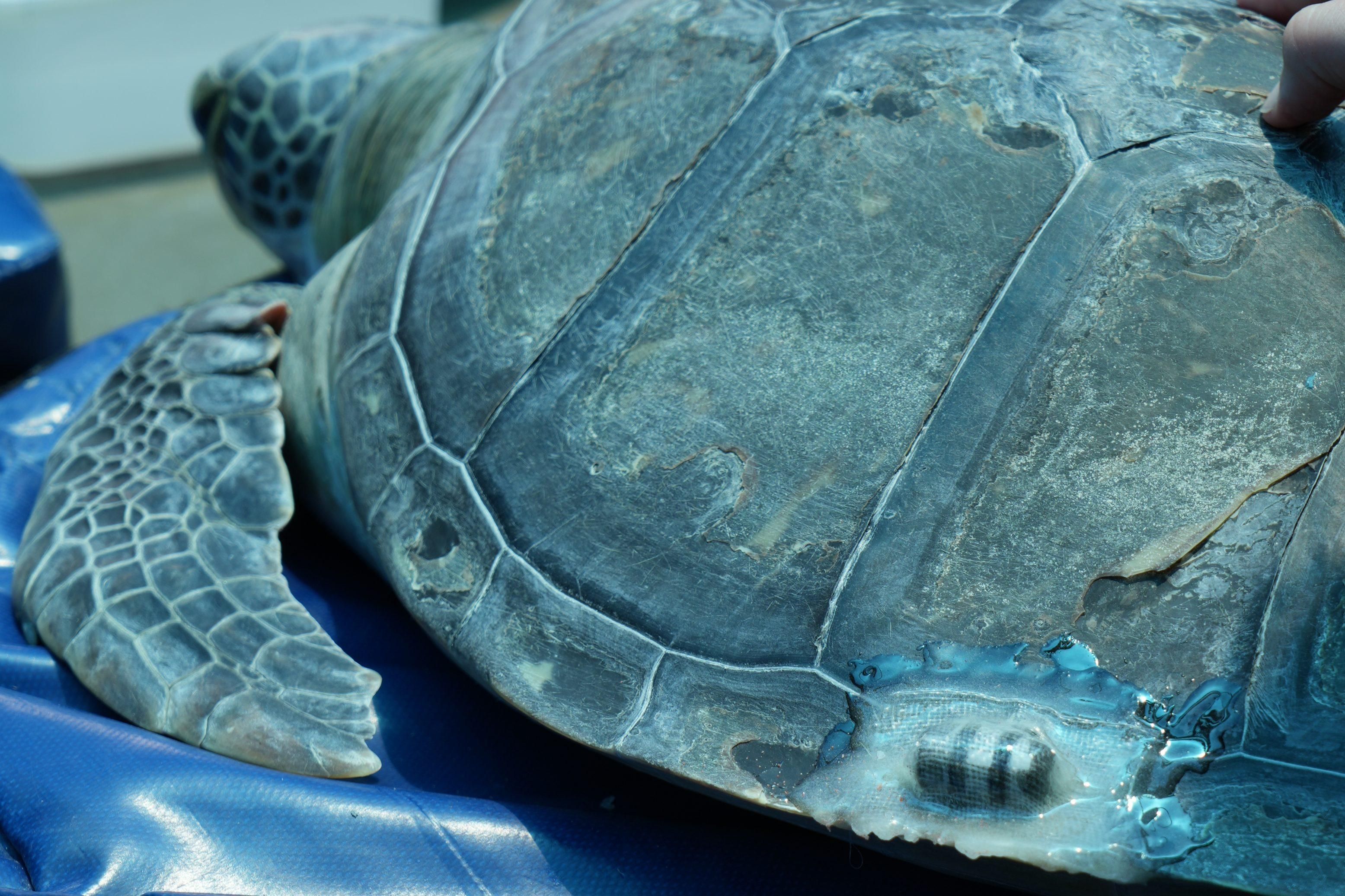 Tracking turtle behaviour | insights from acoustic tagging
