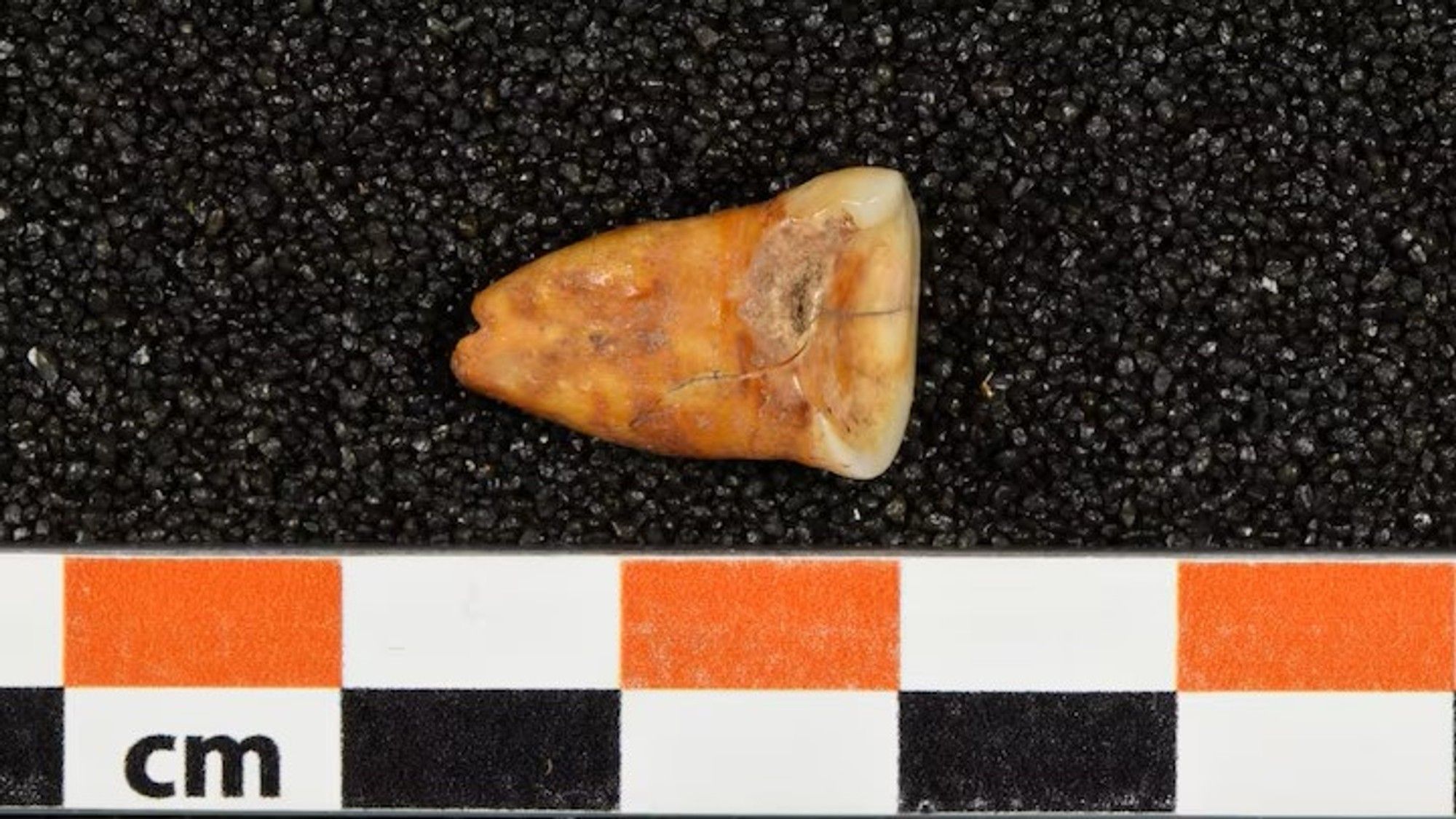 What did people eat before agriculture? New study offers insight