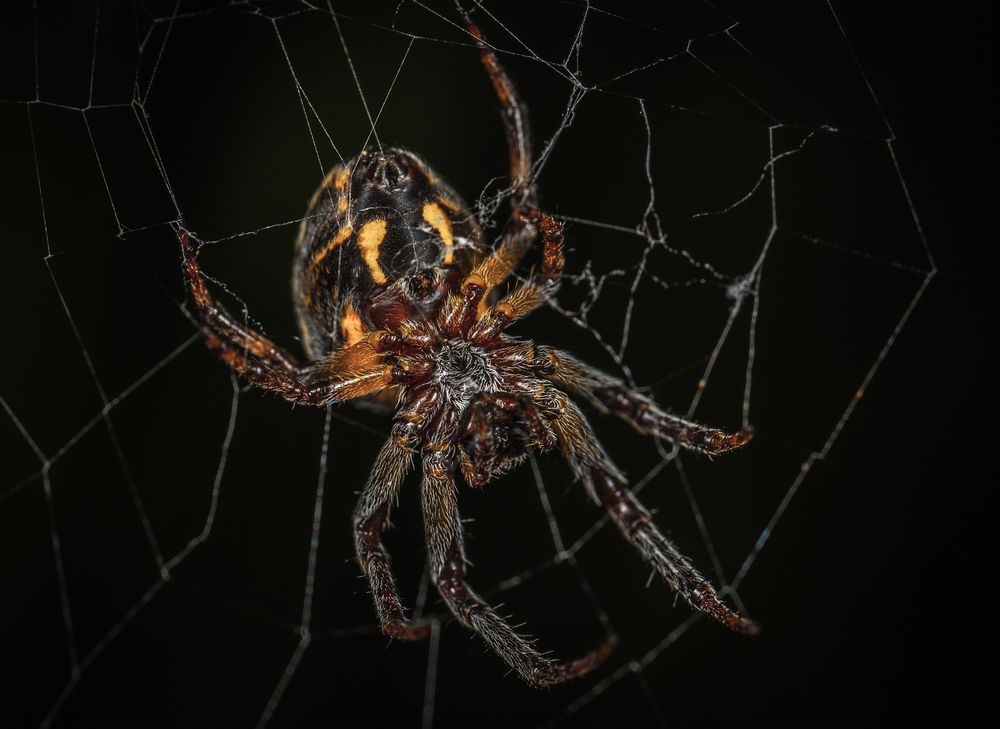 'Why don't you die!': Man's fight with spider sparks emergency police ...