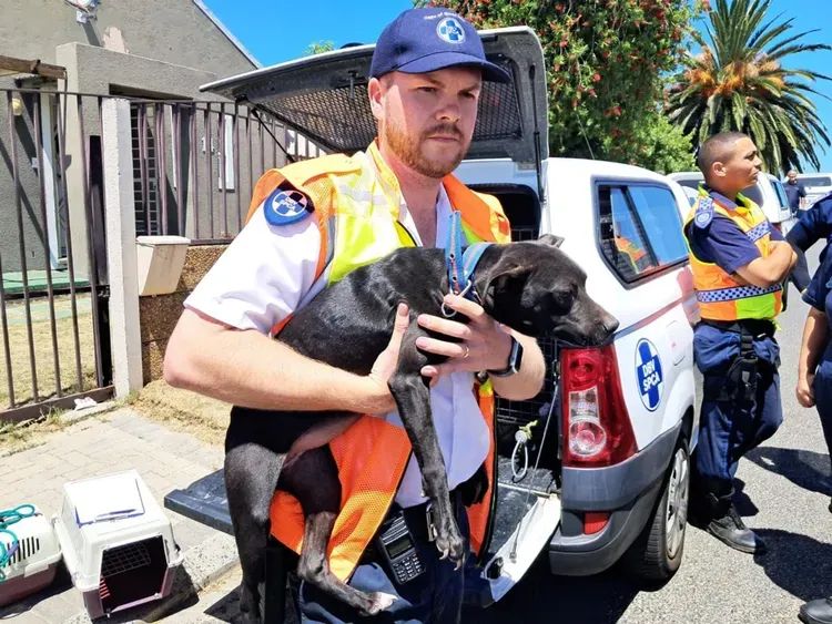 Animal cruelty charges filed after SPCA discovers neglect in Edgemead home