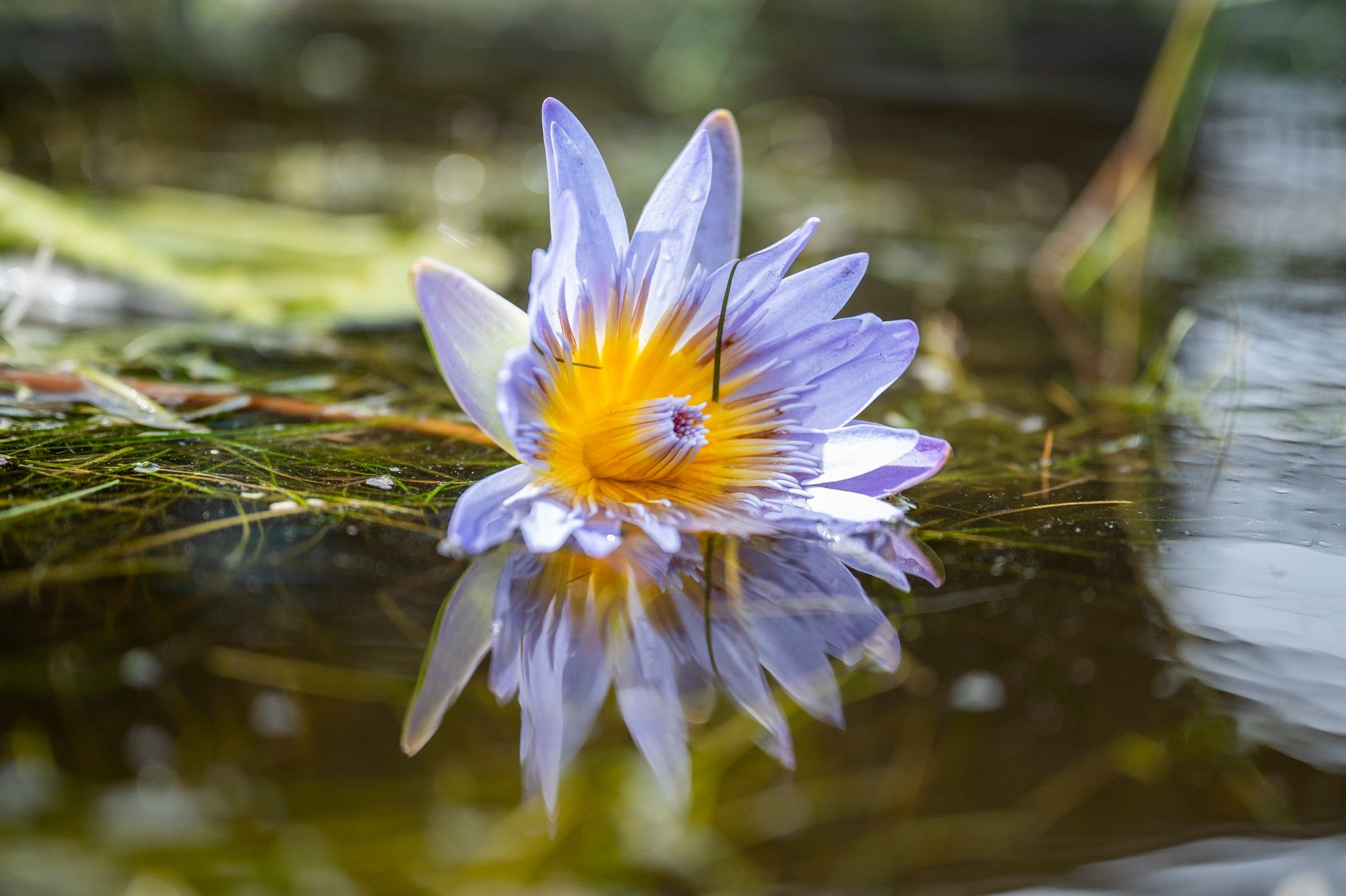 Cape water lily reintroduced as a symbol of hope