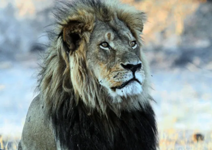 Cecil the lion: Charges dropped against local hunter