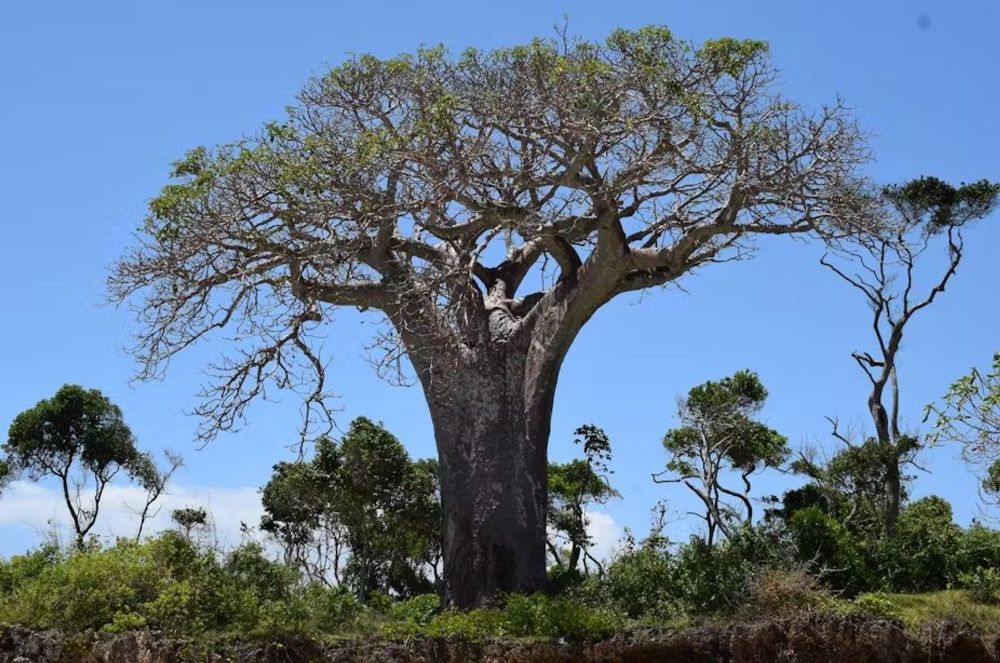Global demand for sacred African tree
